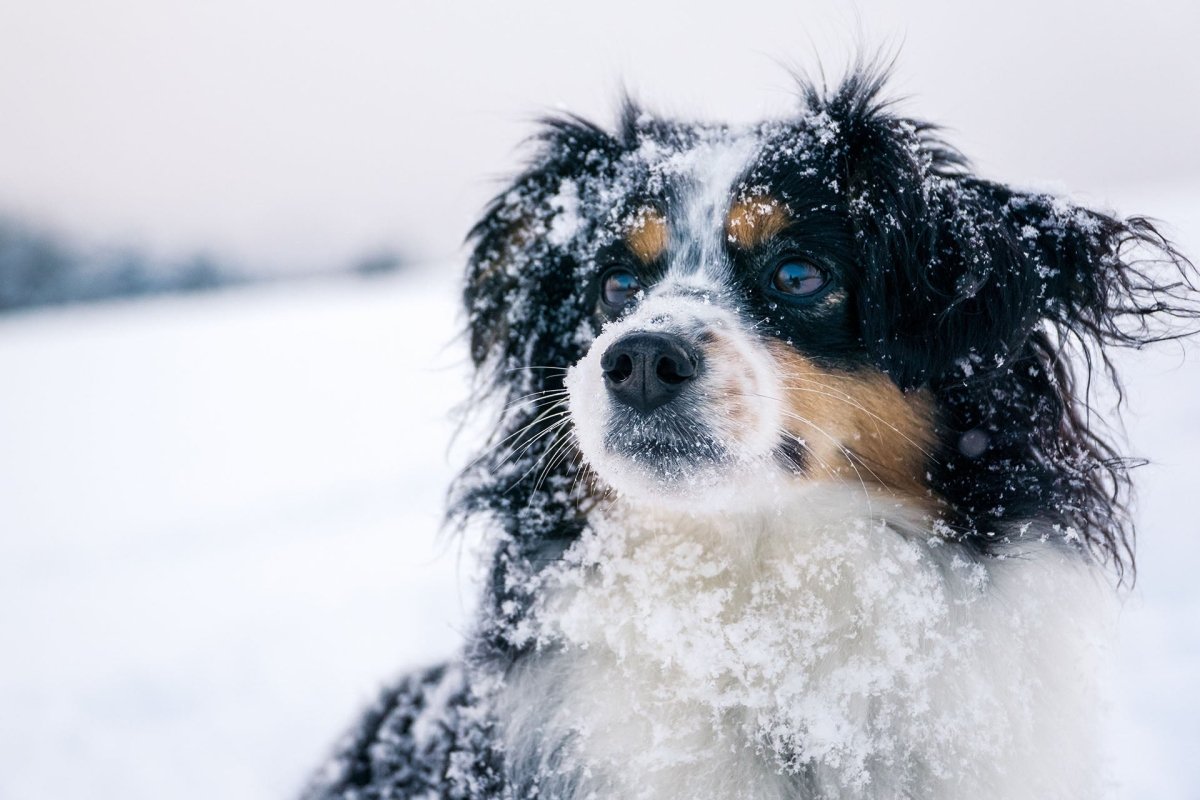 Winter knowledge about dogs
